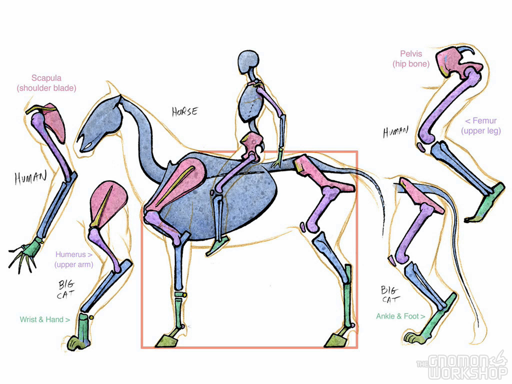 Advanced Animation Skills Workshop: Duped Vs. Quadruped