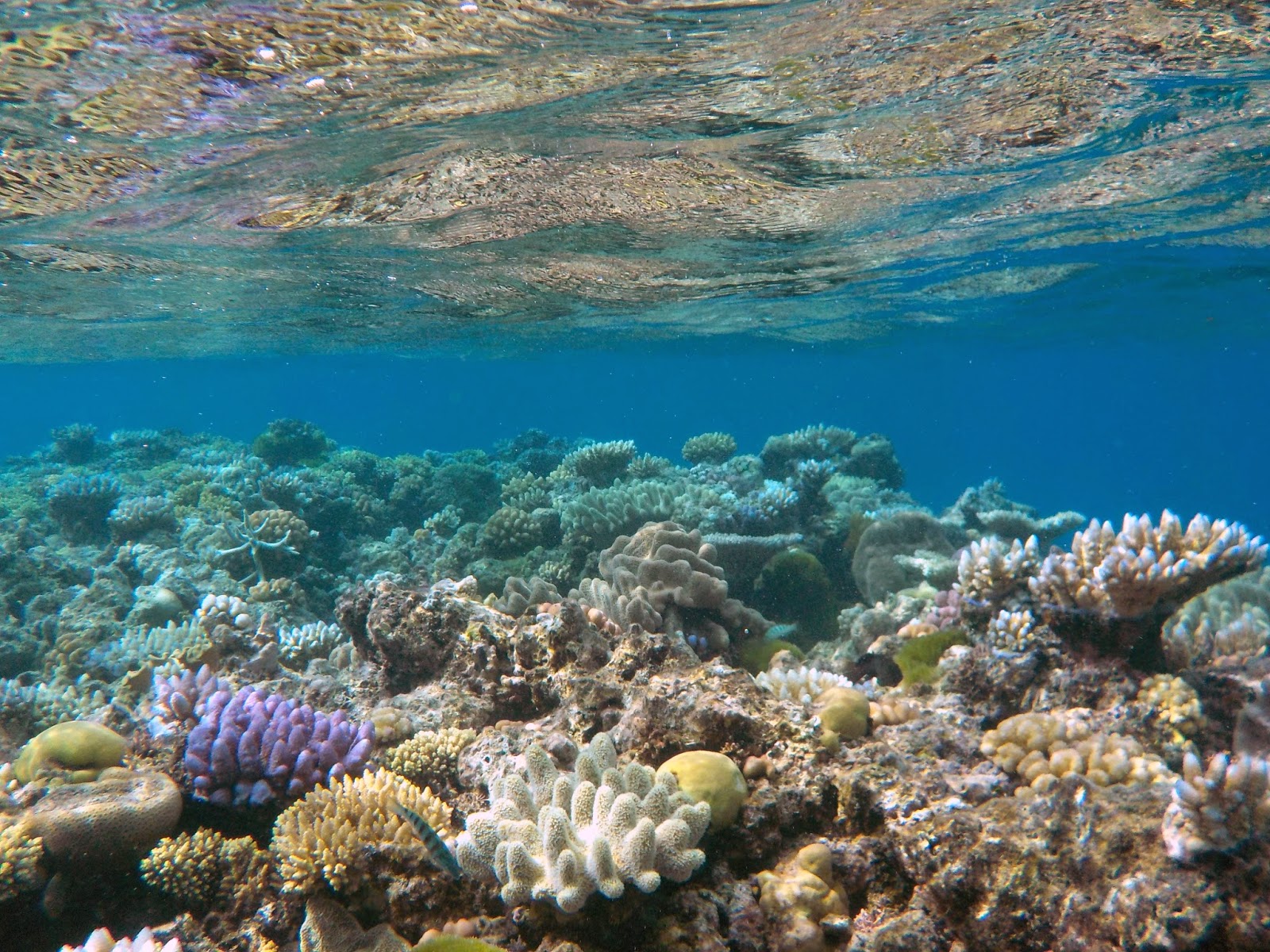 Six Months In a Leaky Blog: In which we visit Endeavour Reef