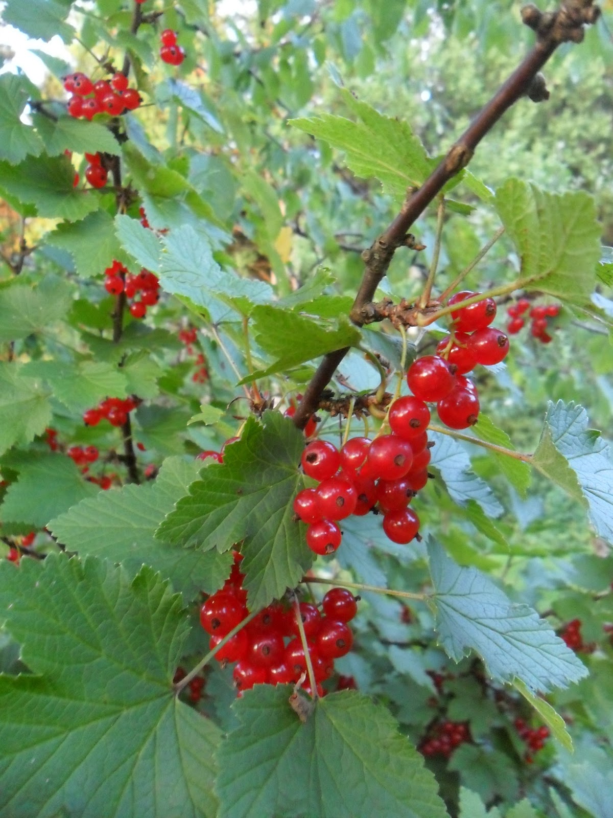 Tibbes Fotoblogg: Röda vinbär