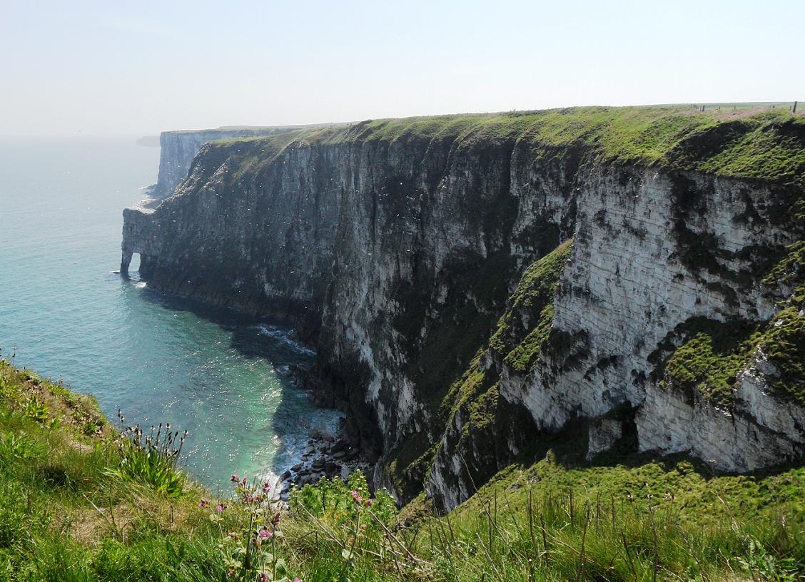 Dannysbirds: Bempton Cliffs