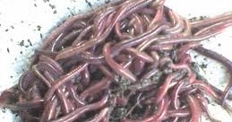 MyGod.!: TEMPAT JUAL CACING NIPAH DI PONTIANAK