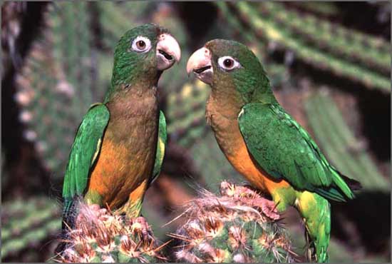 JATÃO DA RÁDIO: FAUNA DA CAATINGA NORDESTINA