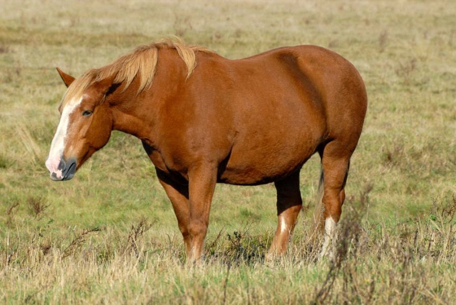 Horse Life and Love: Obesity in horses - Top Tips!