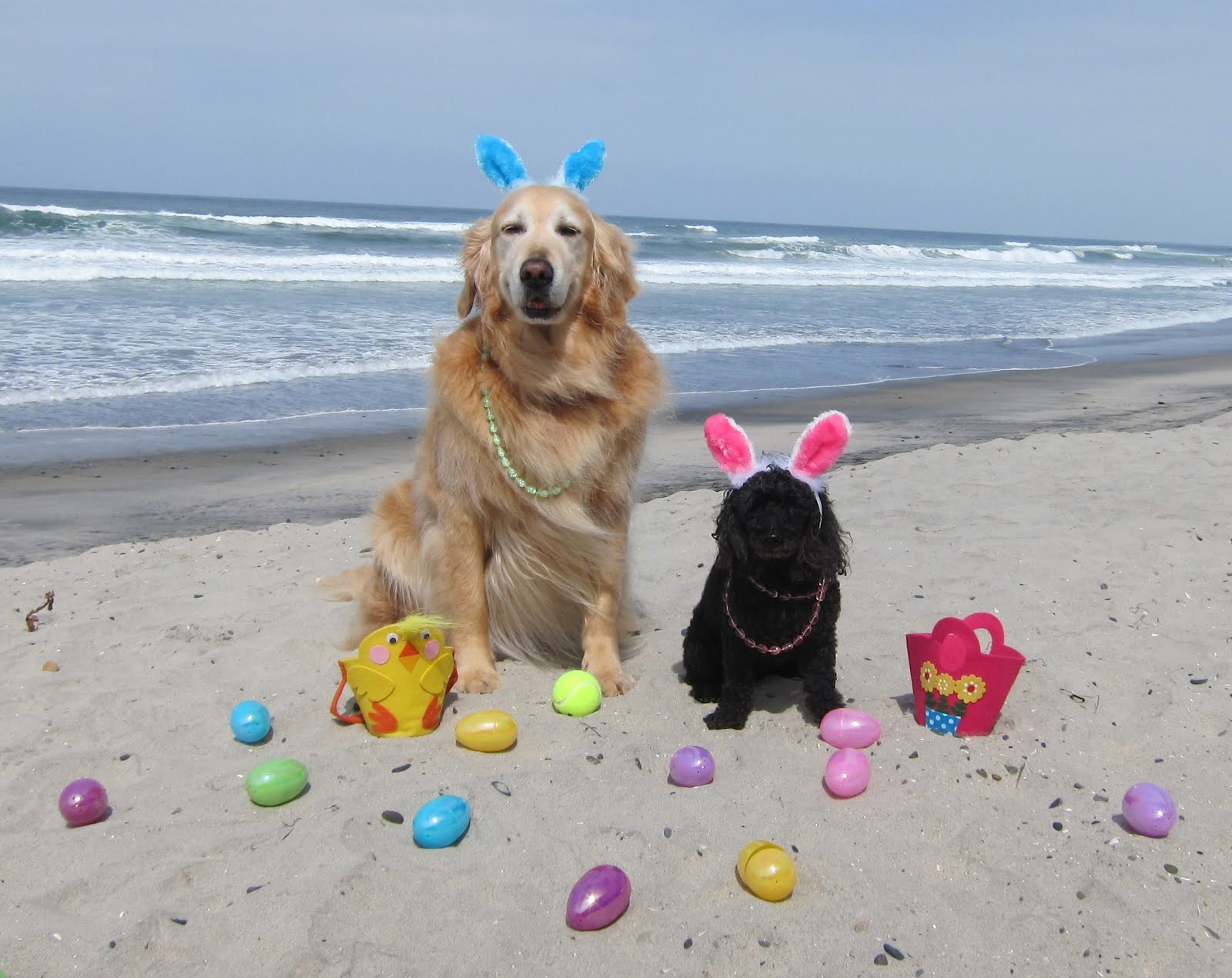 Love always, Bear: Easter beach