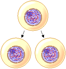 Mitosis
