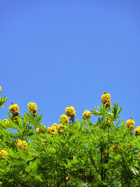 ARBORETUM: MAYO (acacia amarilla)