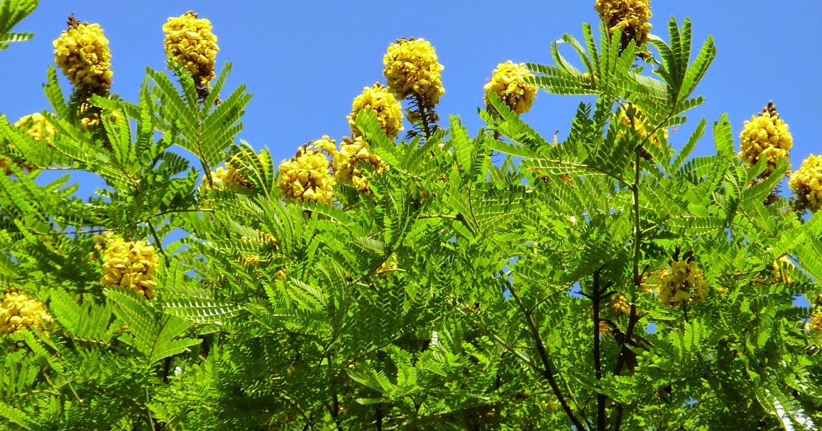 ARBORETUM: MAYO (acacia amarilla)
