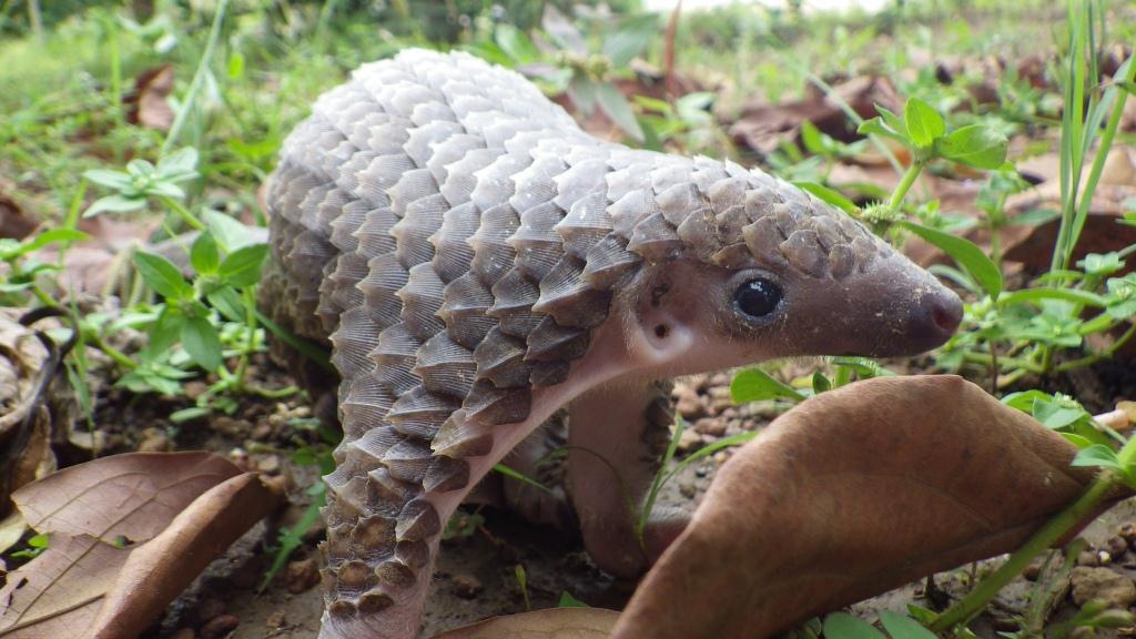 Wildlife of the World: Pangolin Animal Facts & Images 2013