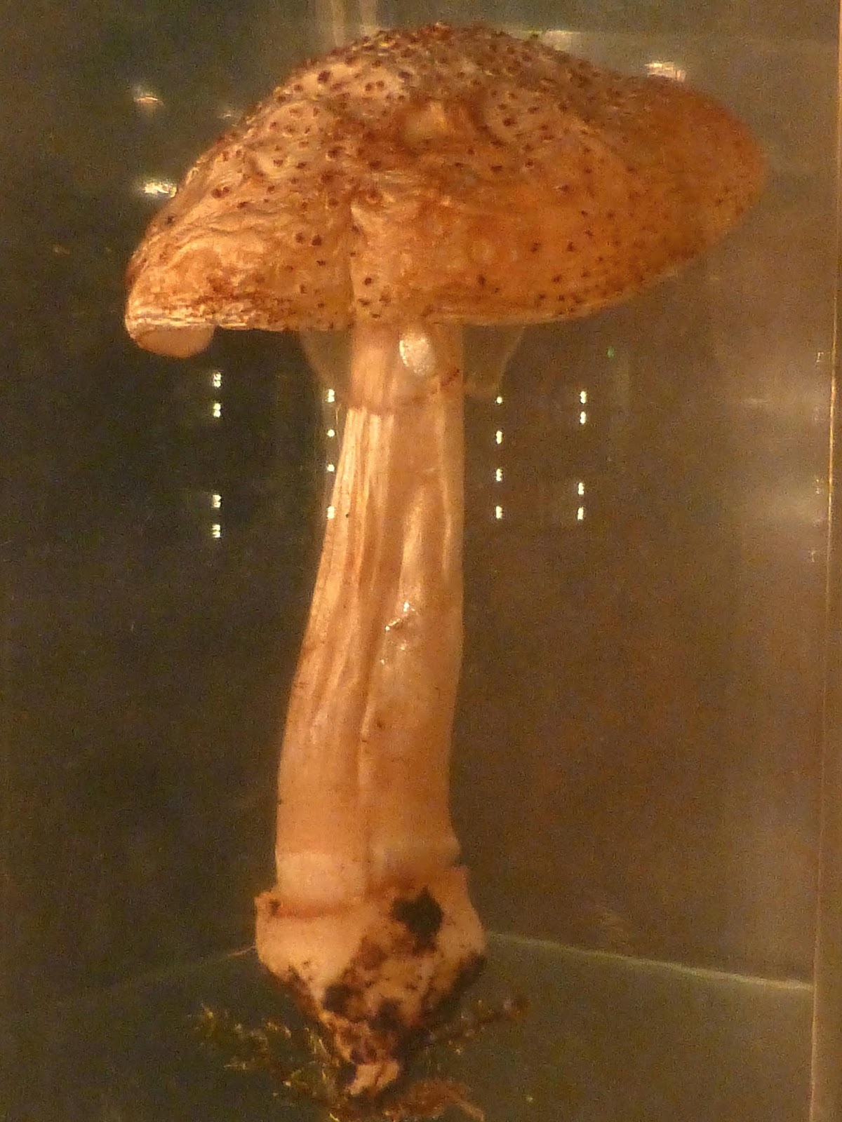 From the underground: Death Cap and Sparkling Wines