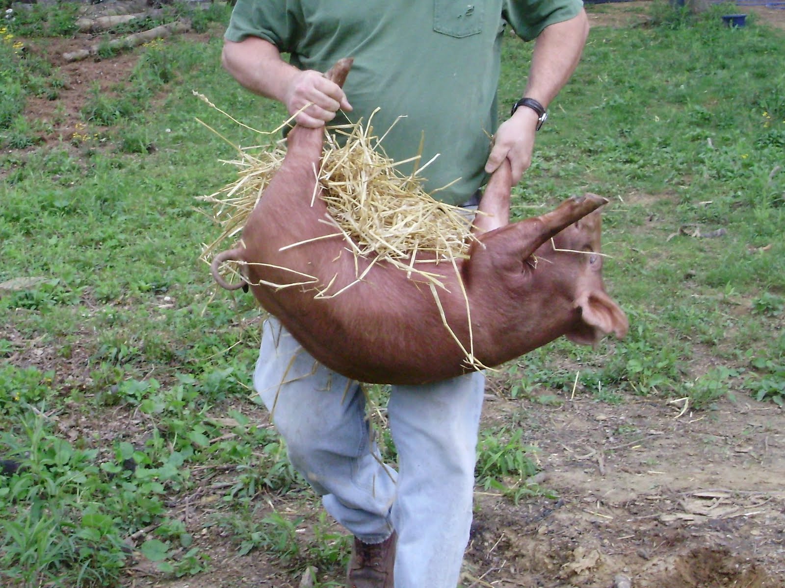 Ohiofarmgirl's Adventures In The Good Land: Pigz = Tamworths!