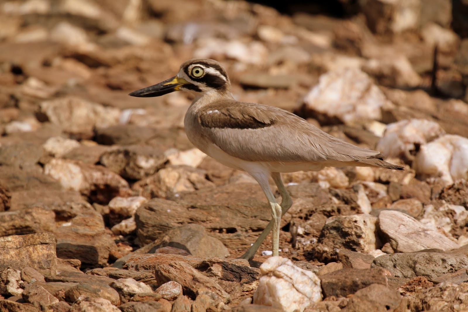 Mithun: Bird Photography