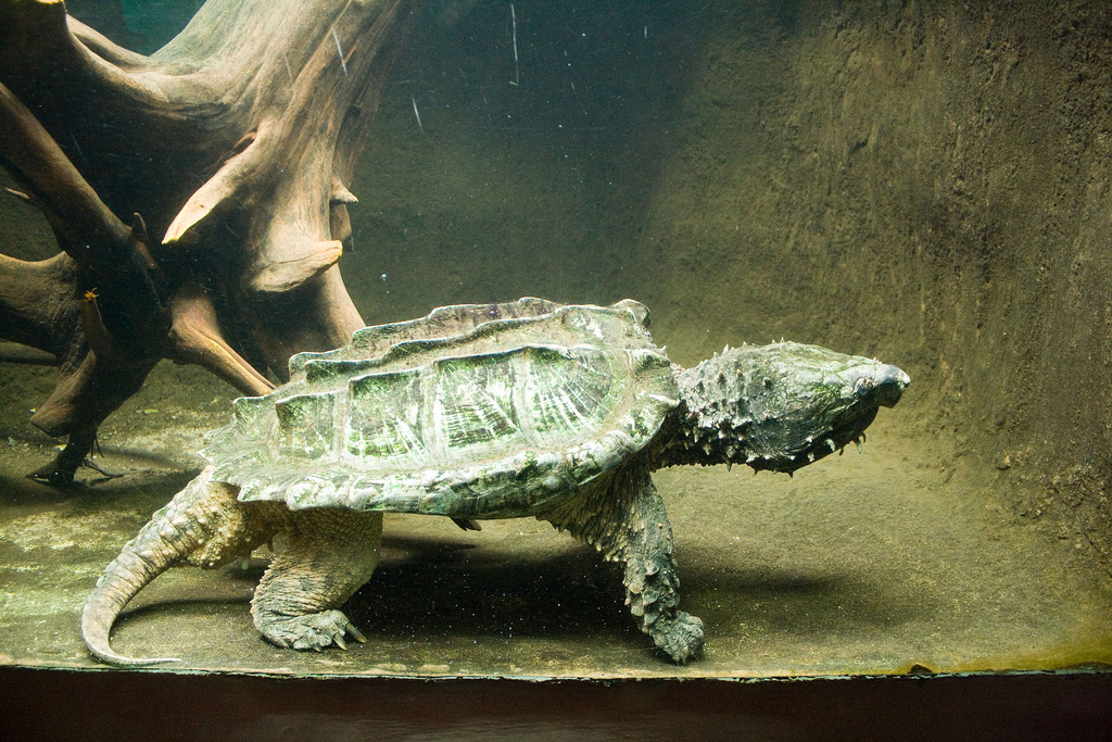 Real Monstrosities: Alligator Snapping Turtle