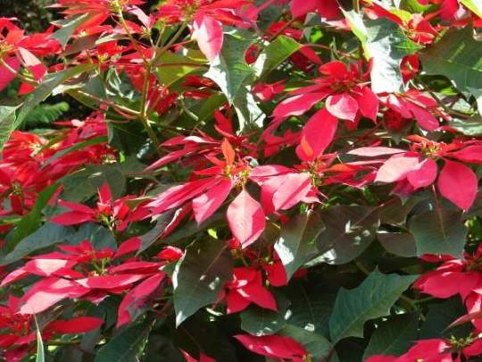 Euphorbia Pulcherrima / Poinsettia Flowers