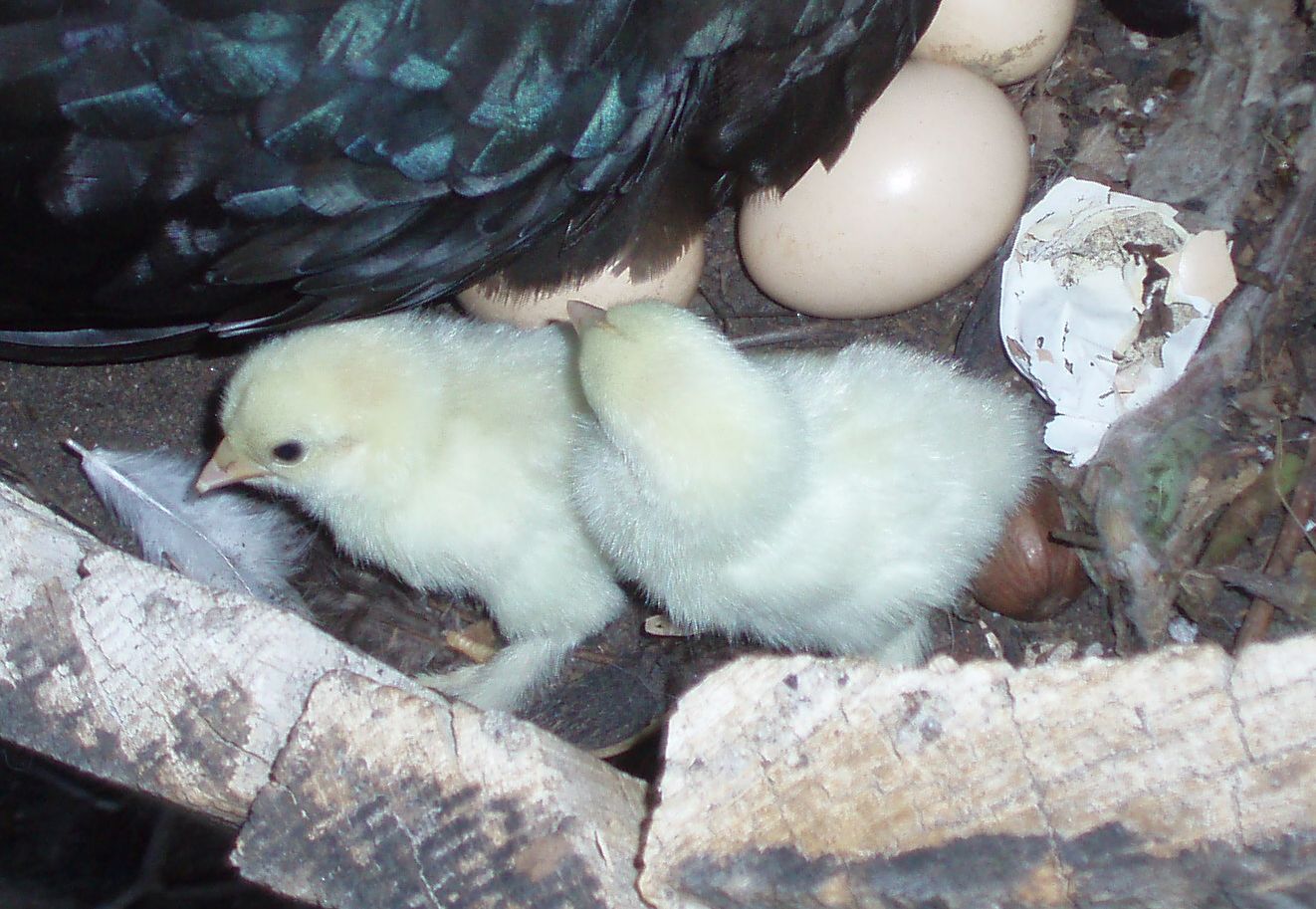 The Redneck Hippie: Backyard Chickens 101