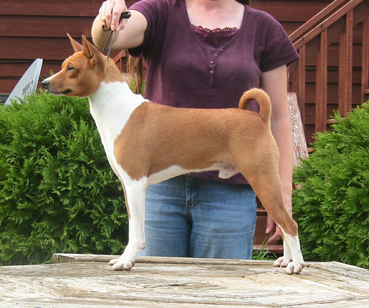 Basenji Dog