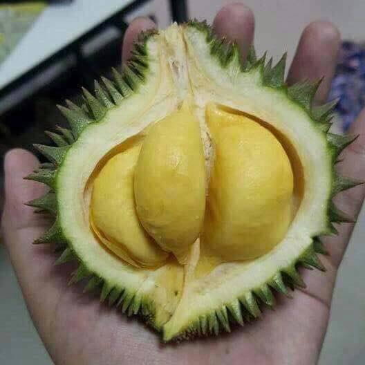 Berita TV Malaysia: Mini durian