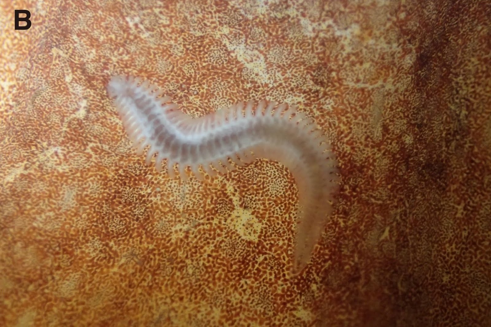 Species New to Science: [Invertebrate • 2019] Polychaete meets Octopus ...
