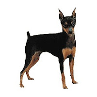 foto di cani razza pincher