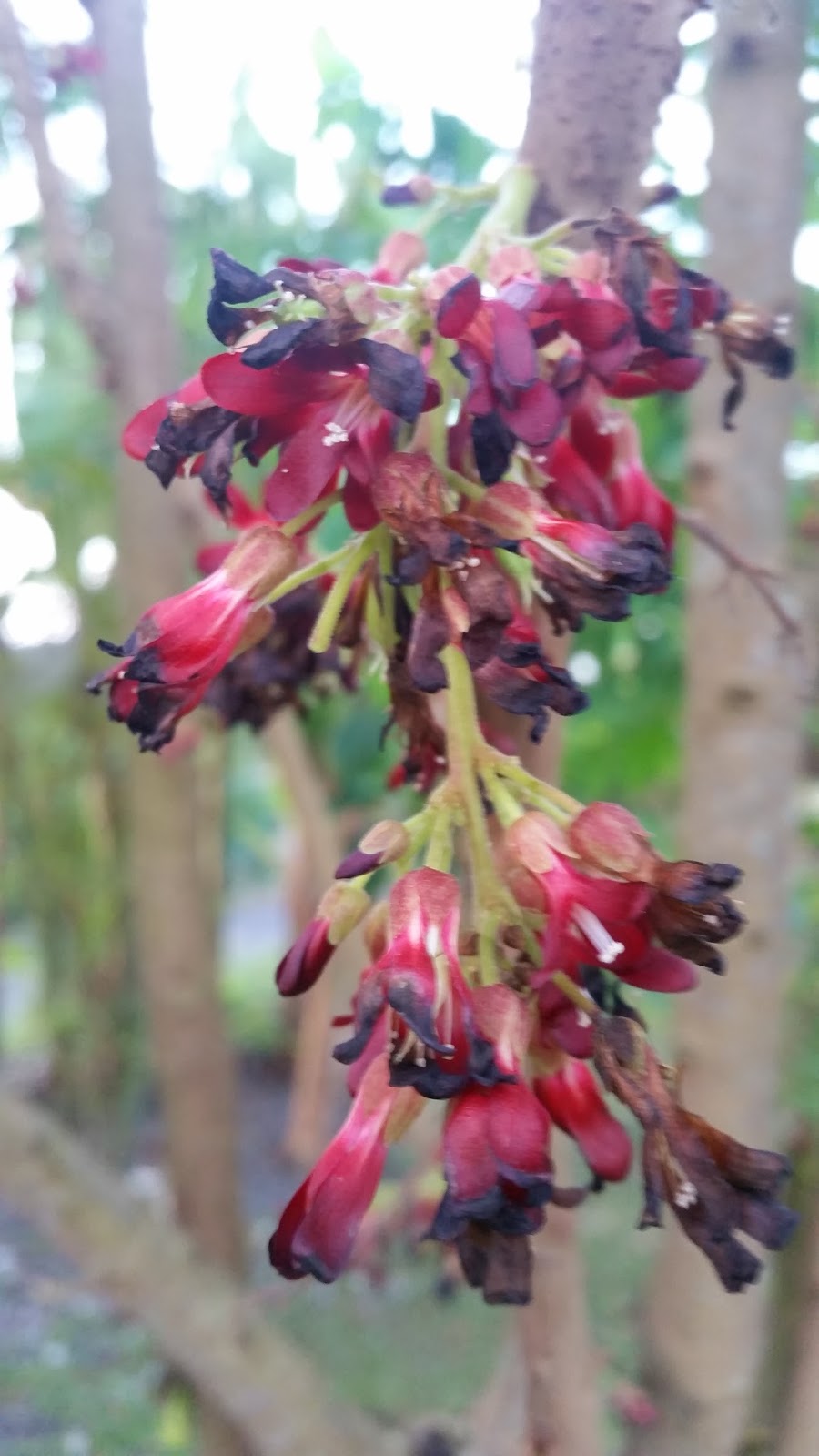 Warisan Petani: WW23 : Bunga Belimbing Buluh