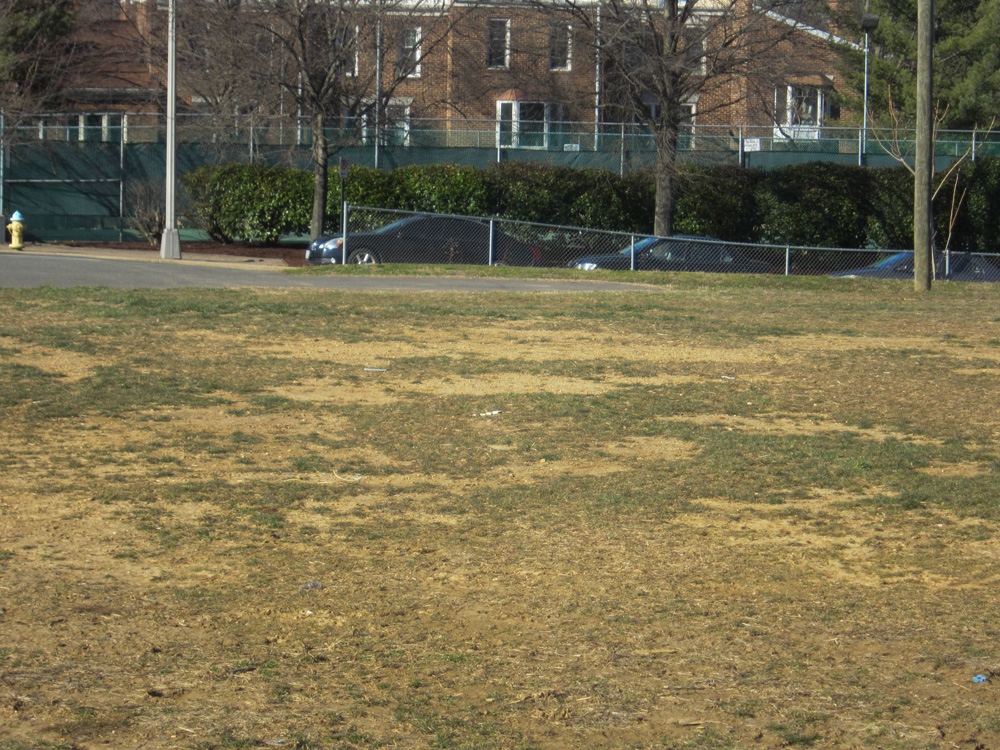 Ode Street Tribune: Rosslyn Highlands Park field needs re-turfing