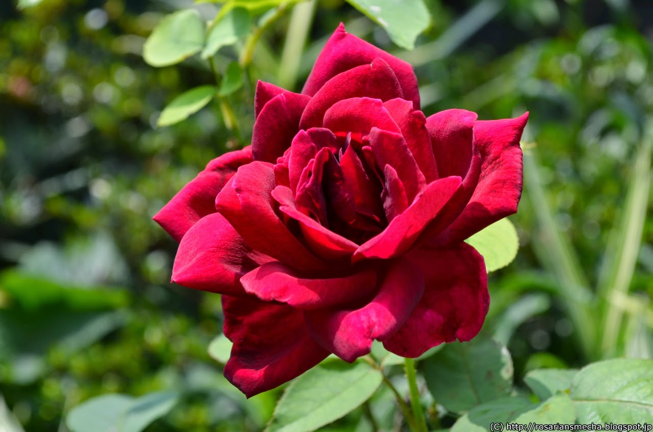 Rosarian's Mechanical Kitchen: いま咲いているバラ ミランディー (Mirandy)