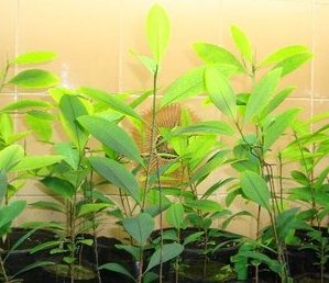 COCA SEEDS : How to germinate coca seeds?