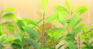 COCA SEEDS : How to germinate coca seeds?