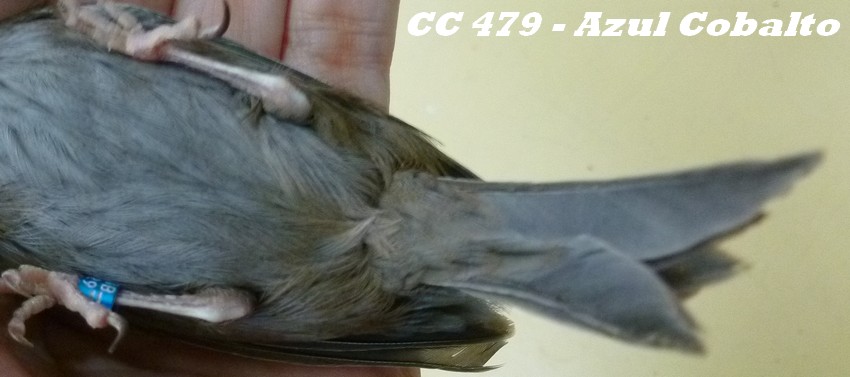 Canaril Curico - Canário de Cor: Azul Cobalto