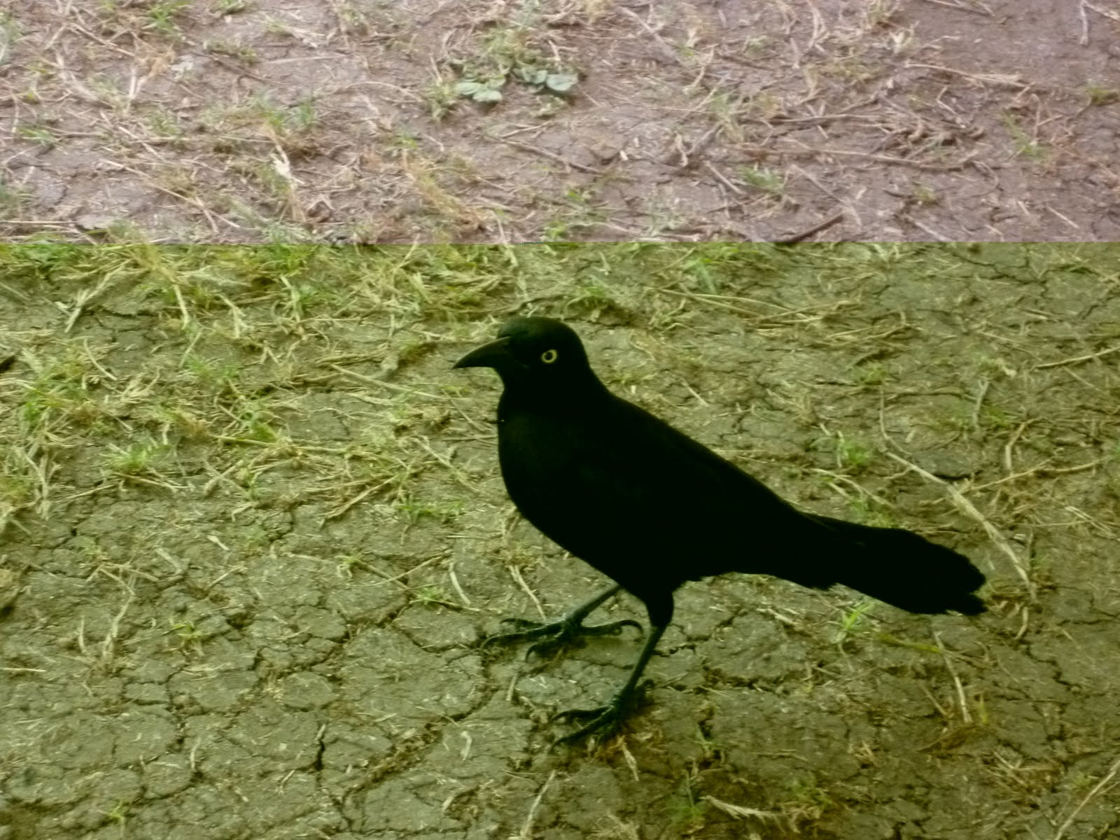 The McAllisters... Back from the Caribbean: Animals of Grenada