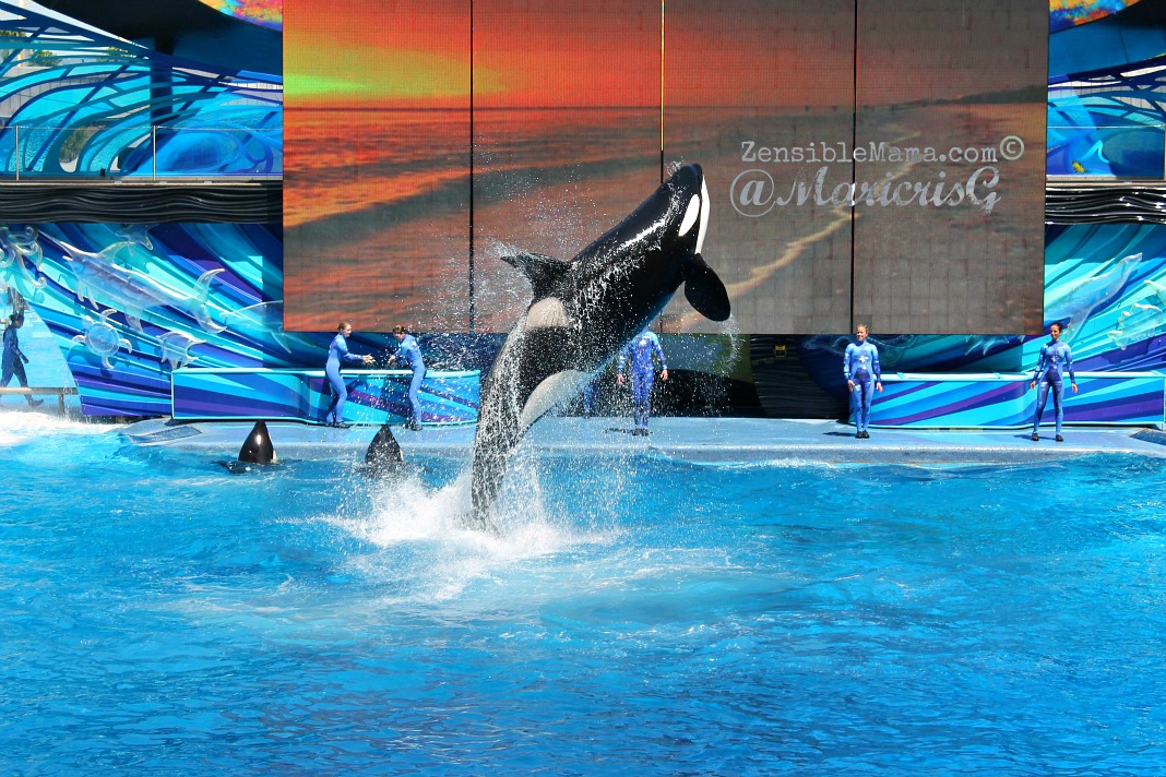 Zensible Mama: SeaWorld After 8 Years