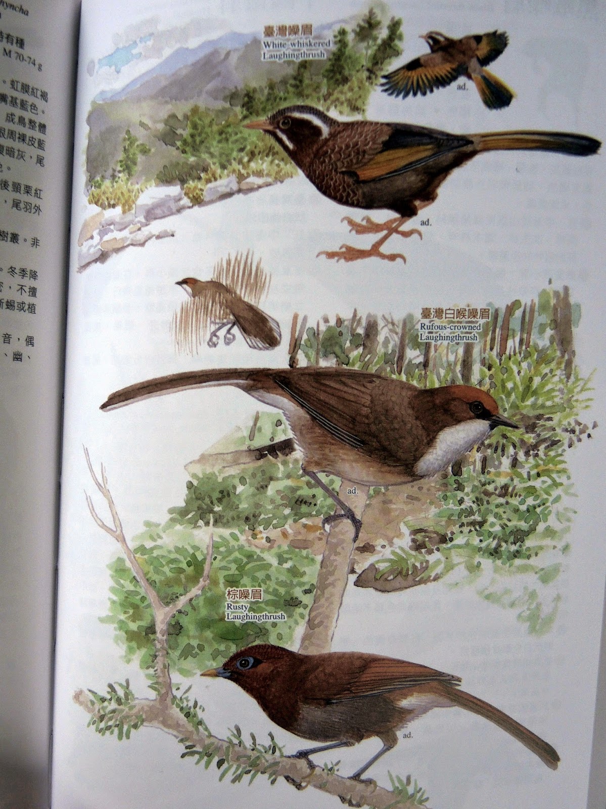 Birding Taiwan: The new Taiwan Bird Field Guide