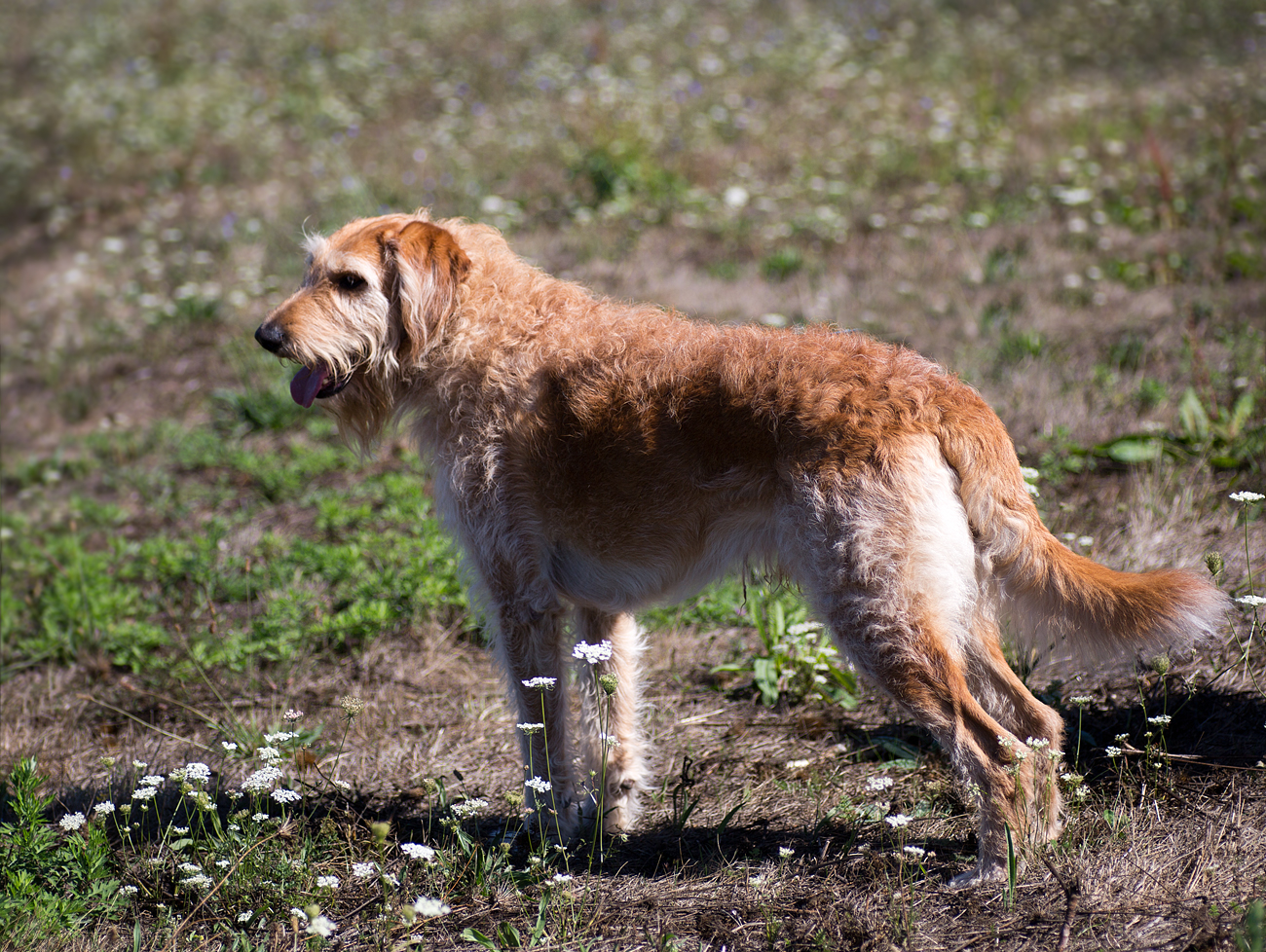 Shelter Dogs of Portland: "CAPTAIN DOODLEBEARD" Poodle/Irish Setter ...