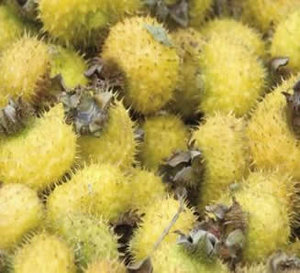 LONG LIVE REVOLUTION