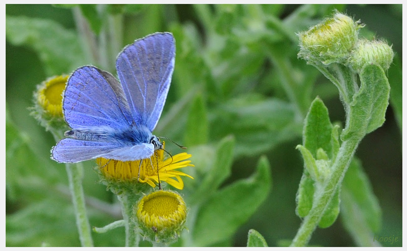 Natuur, cultuur en alles wat boeit ...: Huiszwaluwen Urmond en vlinders ... Natuur, cultuur en alles wat boeit ...: Huiszwaluwen Urmond en vlinders ...