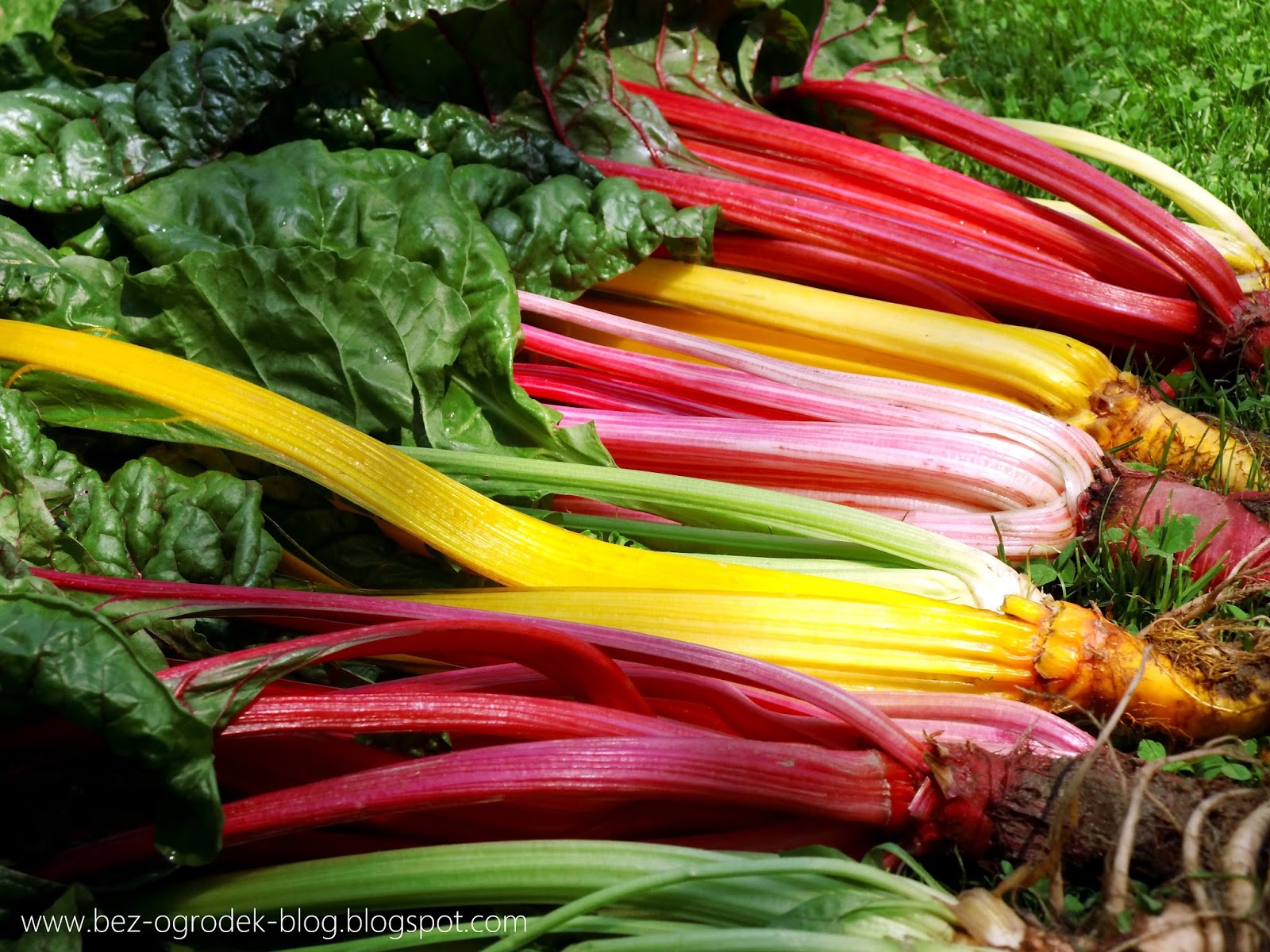 Burak liściowy zdobywa działkę! | BEZ OGRÓDEK | blog ogrodniczy