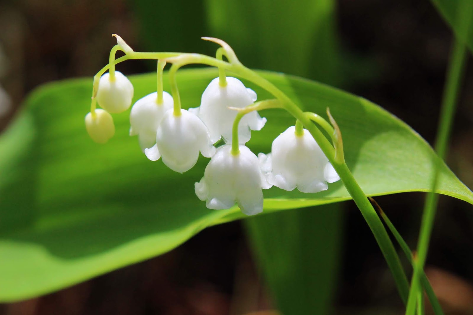 Sirpan luontoblogi: Kansalliskukkamme kielo