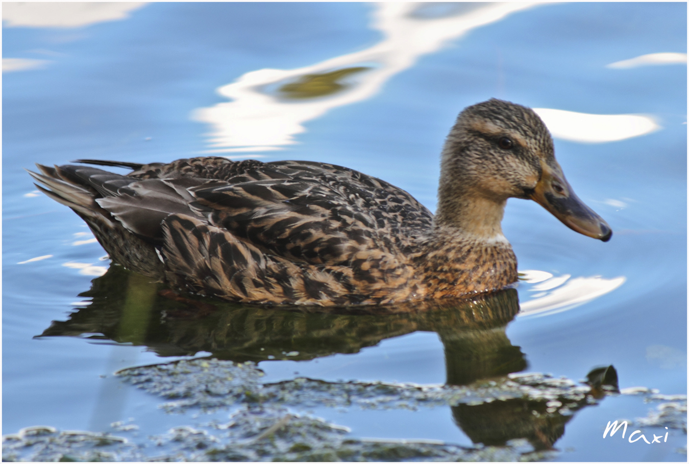 Naturaleza Viva : Anade Azulón