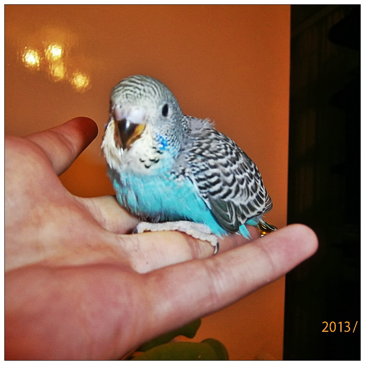 Odgajivacnica papagaja tigrica