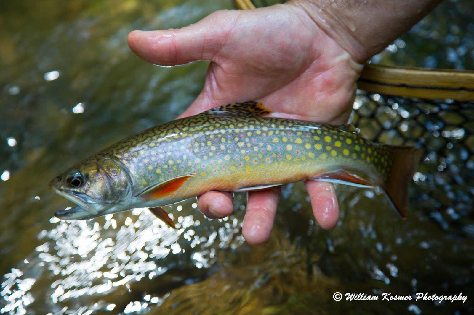 Trout Tales by Bill Kosmer: Trout Tails - June 5, 2016