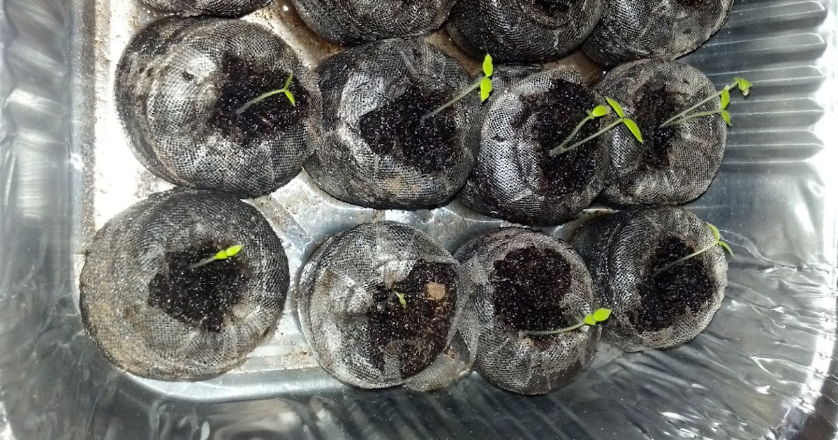 Back to the Basics!: Growing Garden Huckleberry from Seed