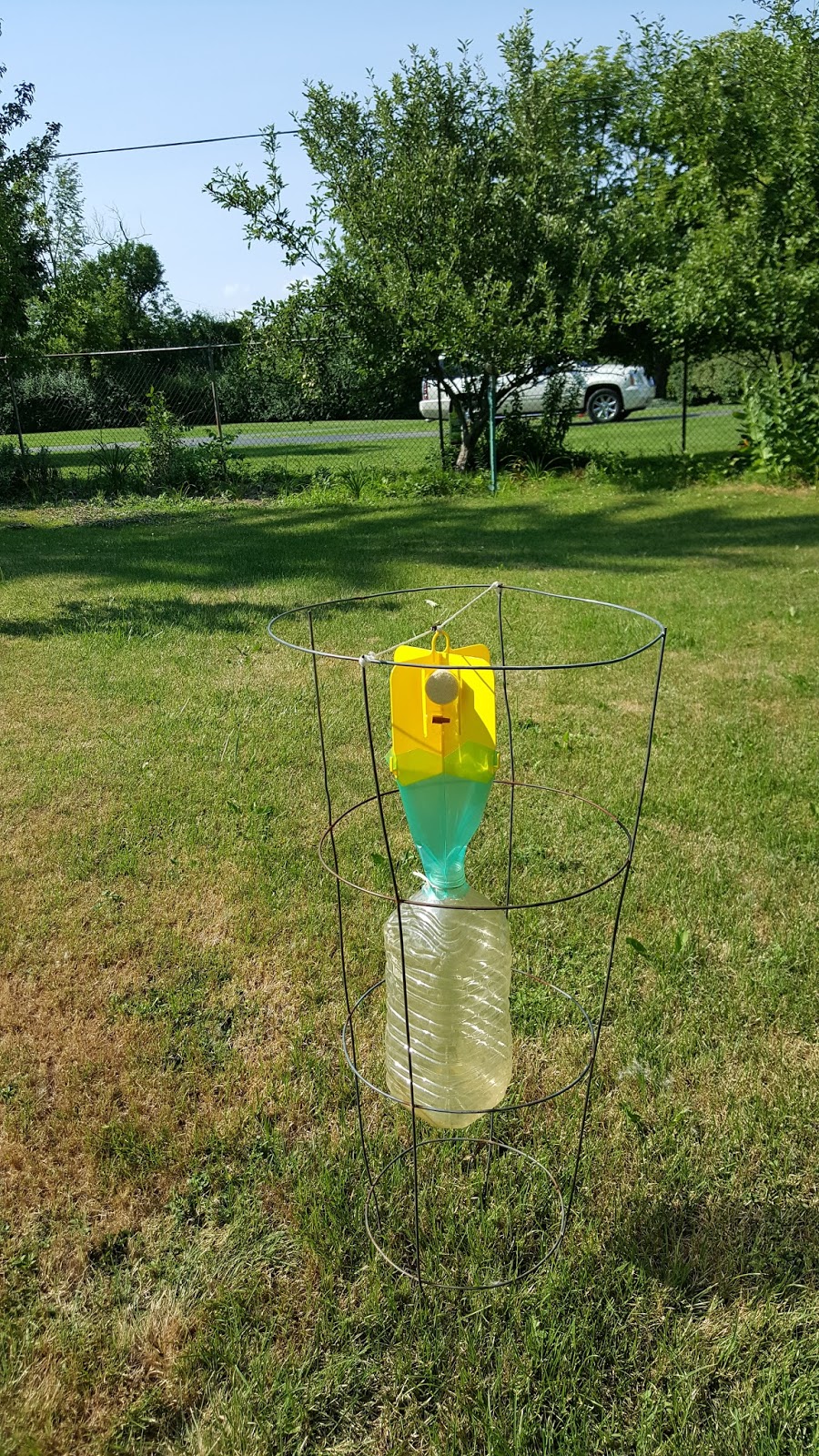 Gear Acres at Top of the Hill: Japanese Beetle Trap Hack