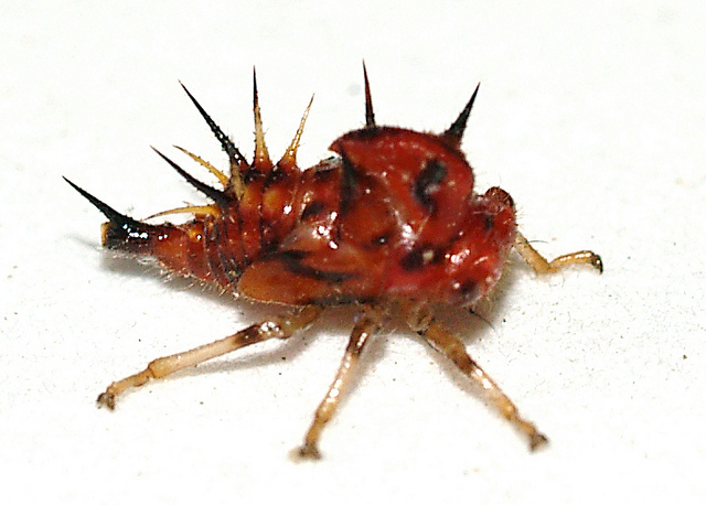 Insecta de México: mayo 2013