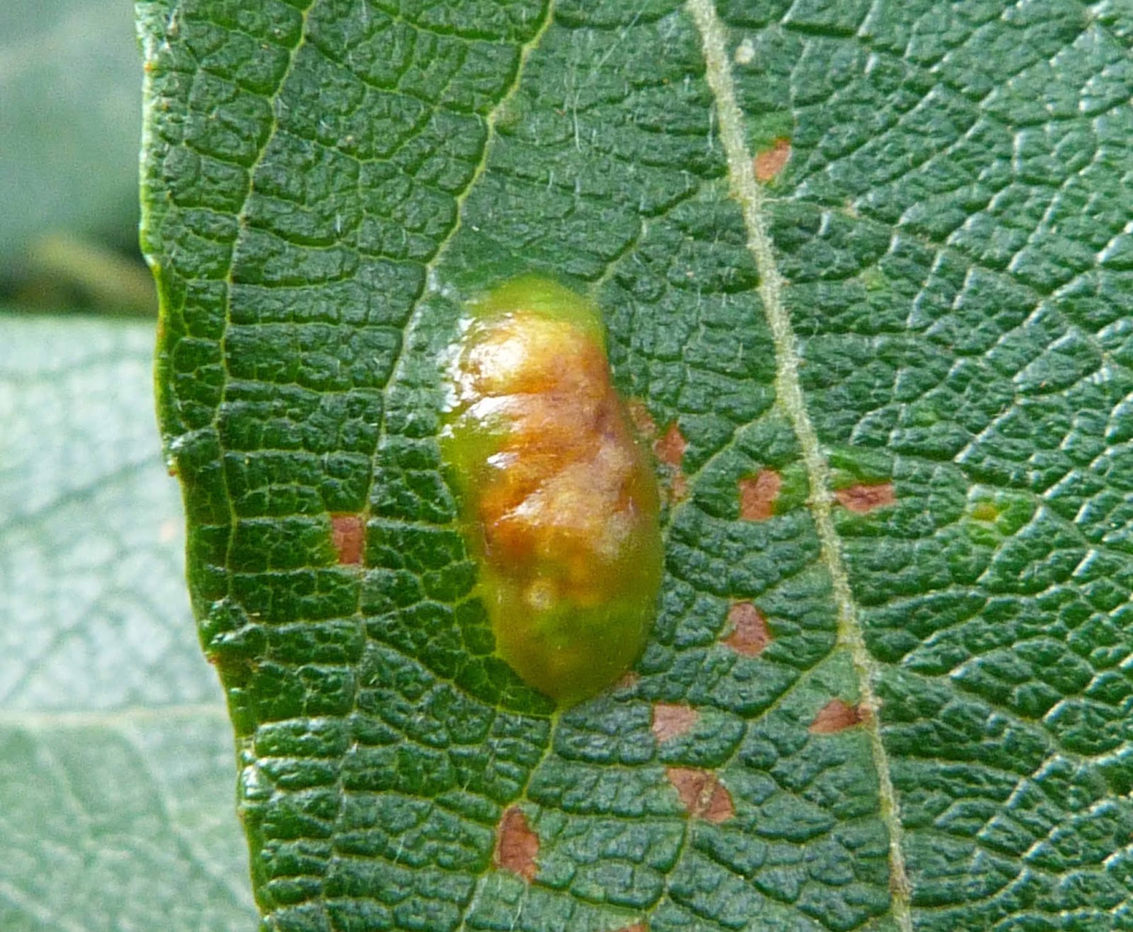 Insects of Scotland: Galls/Leaf-miners