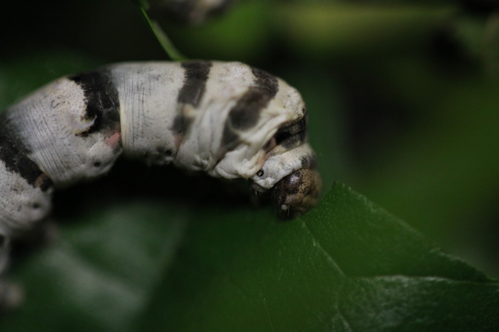 Amazing Silkworms: Silkworm Photoshoot