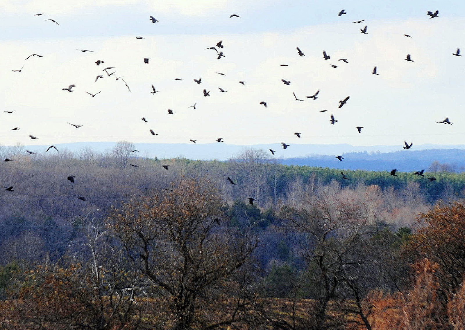 Camera on King & Aurora : American Crow (Corvus brachyrhynchos)