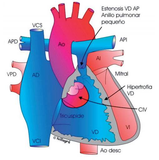 Cardio para dummies: 2014