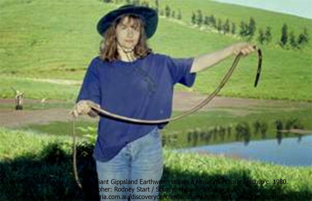 Bizarre Creature of the Day: Creature 30: Megascolides australis.