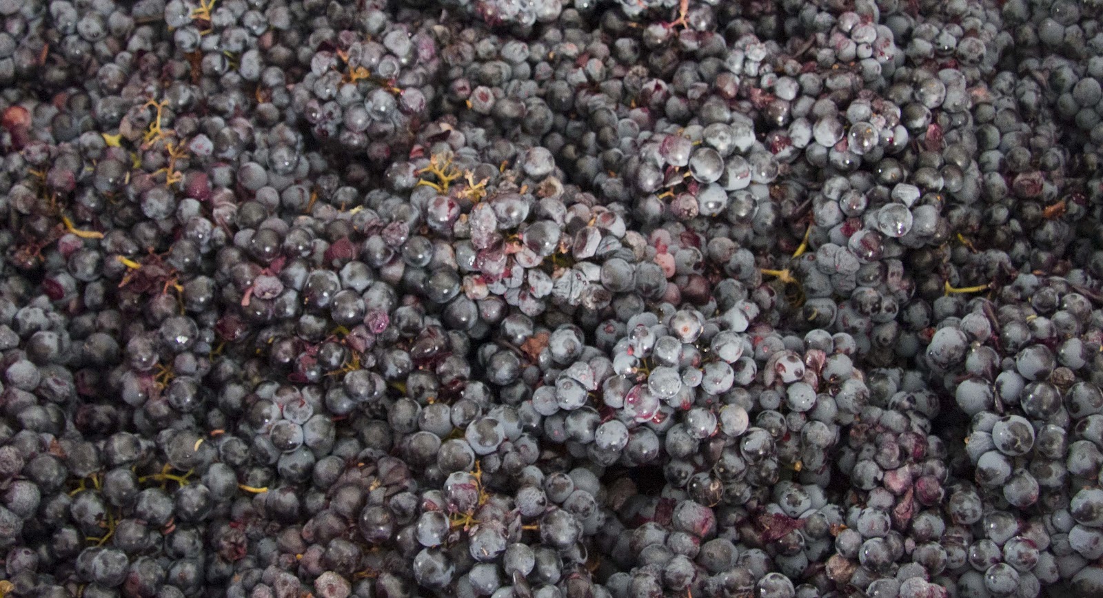 El VINO QUE BEBO: HABLANDO DE VINOS CON... JAVIER BAHILO