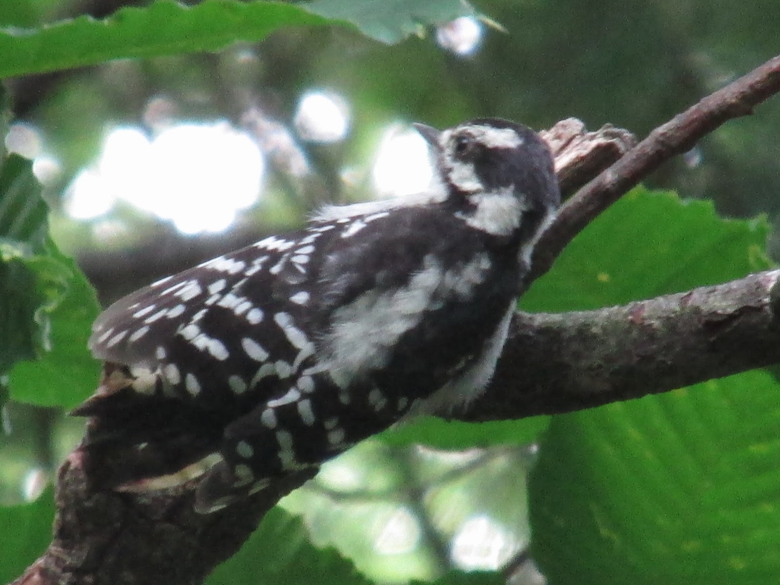 Grandma Pearl's Backporch: Downy Woodpecker Youngsters