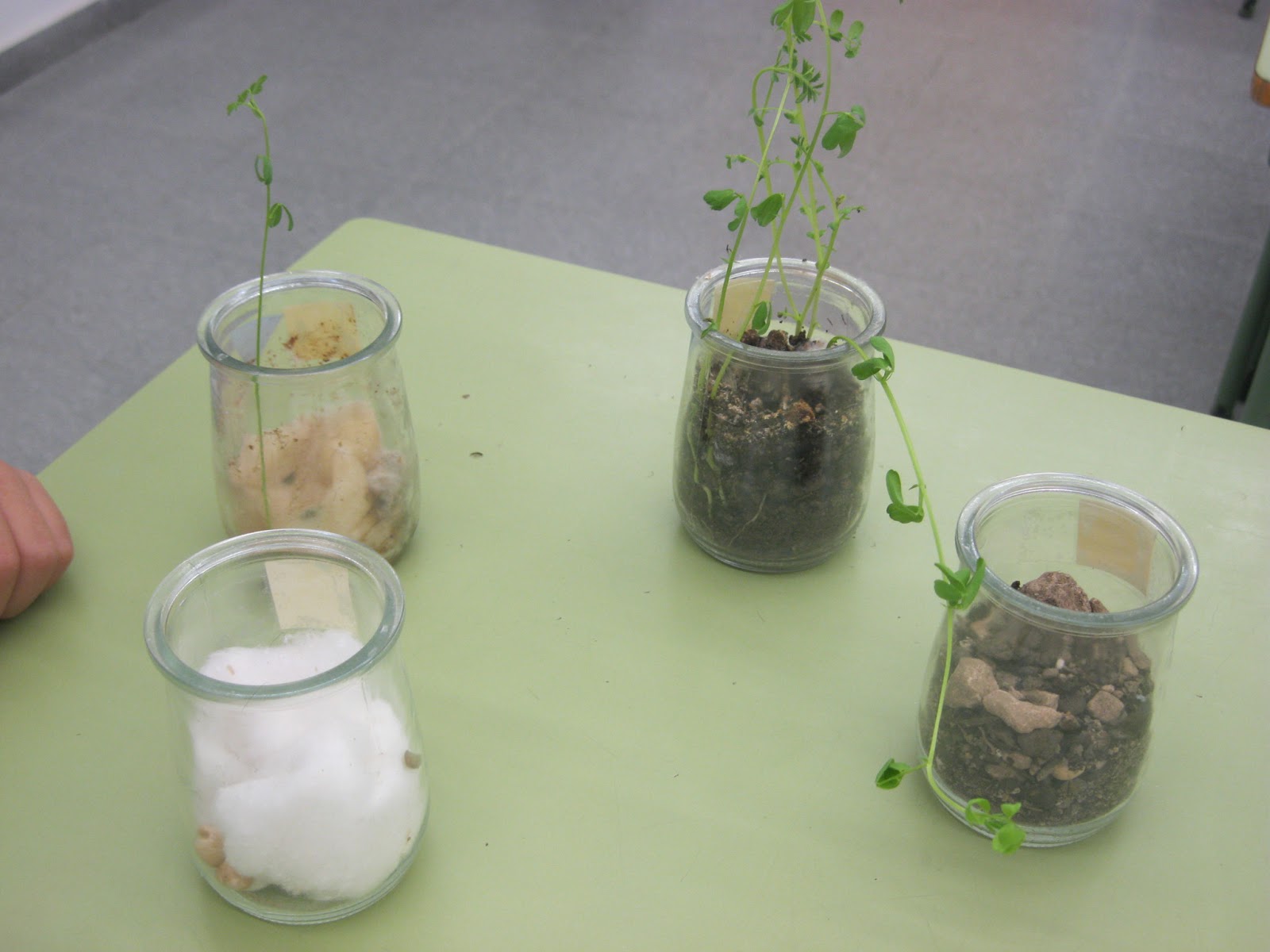 ACTIVITATS DELS "PIRATES 2012-13": CONCLUSIÓ DE L'EXPERIMENT AMB LES ...